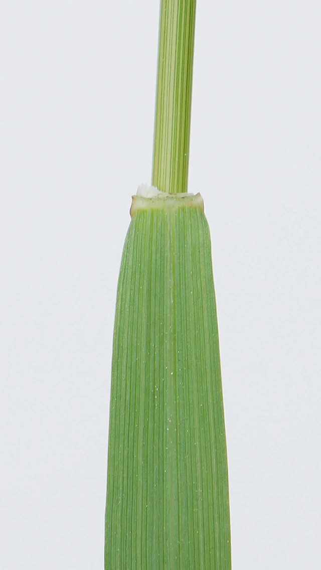 Onion couch/False oat-grass