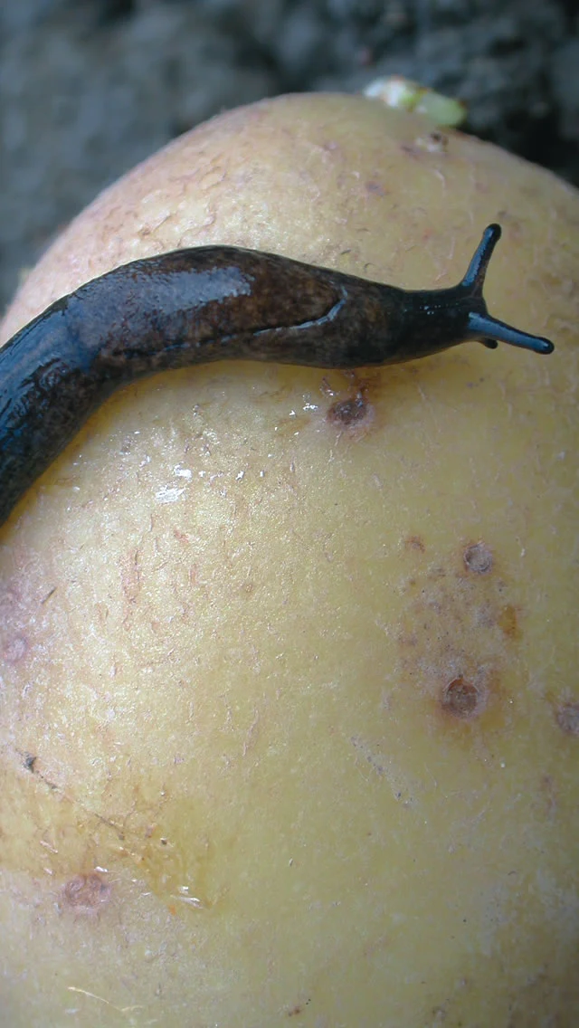 Slugs