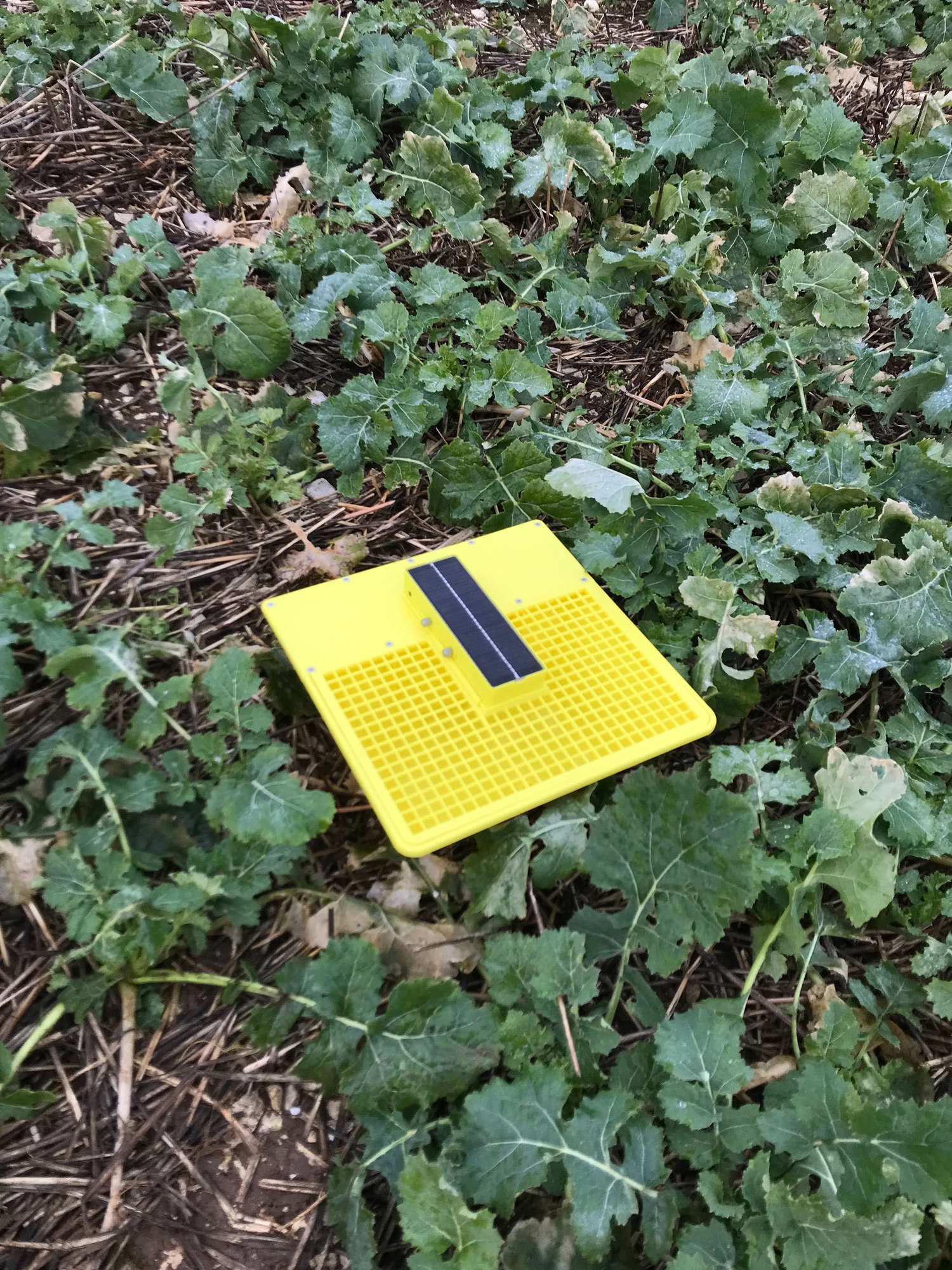 Cereals launch for 'Magic' pest monitoring tool