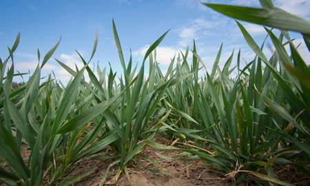 Ultimate guide to spring weed control in winter wheat