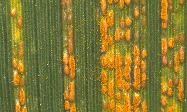 Yellow Rust