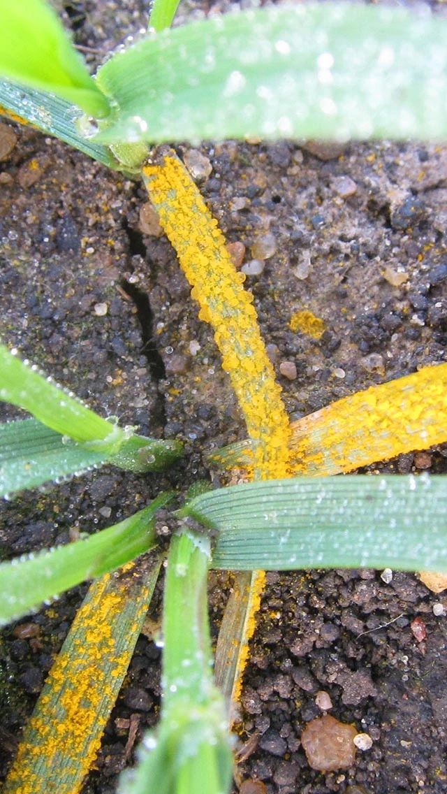 Yellow Rust | Cereal Crop Disease
