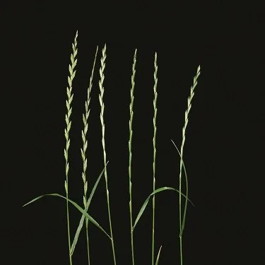 Perennial rye-grass
