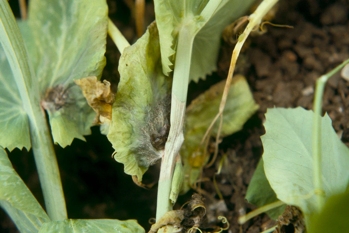 Botrytis (Grey Mould) in Peas