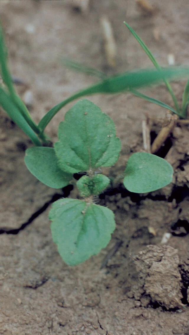 Common field-speedwell