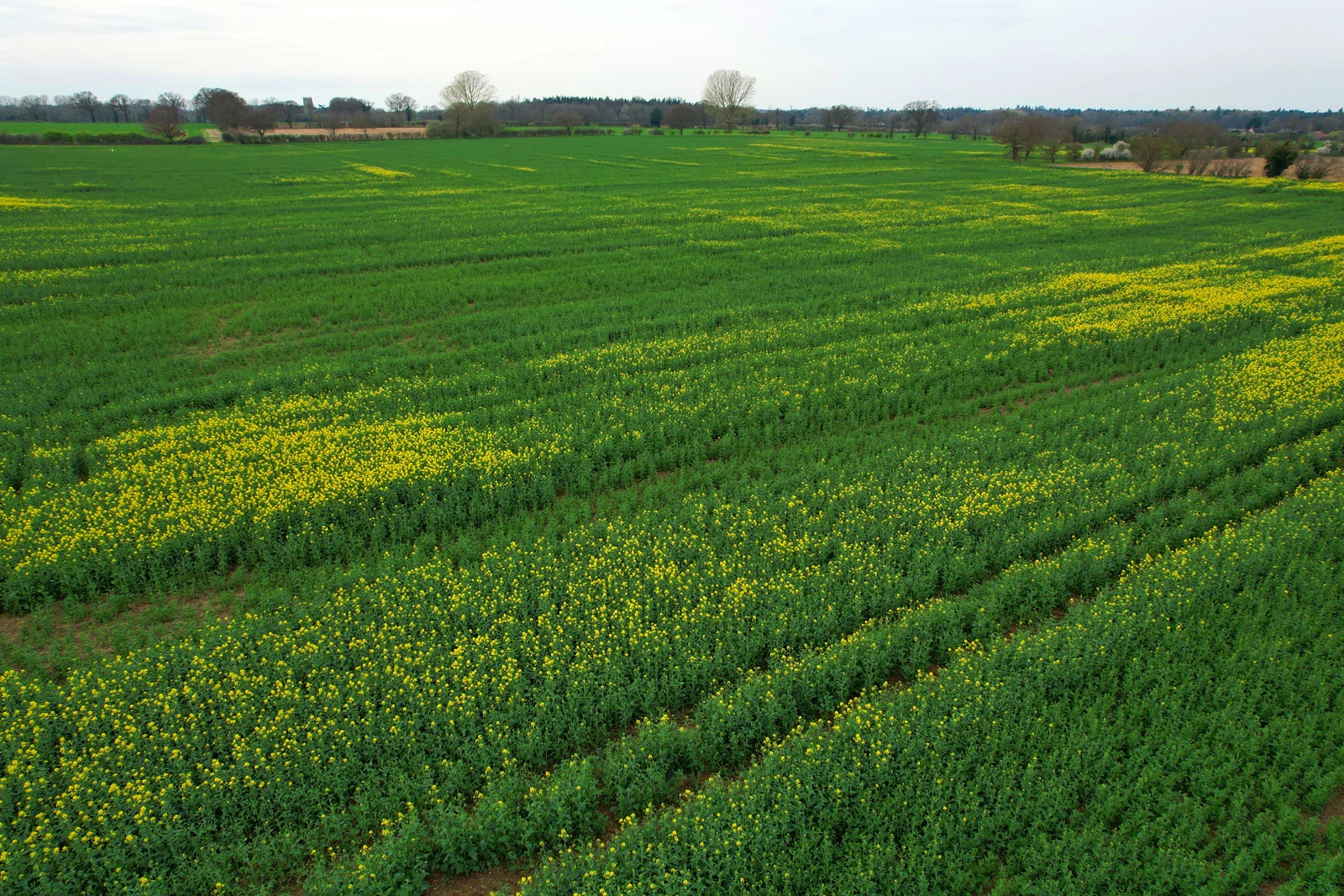 Agronomic help for East Anglian growers in April