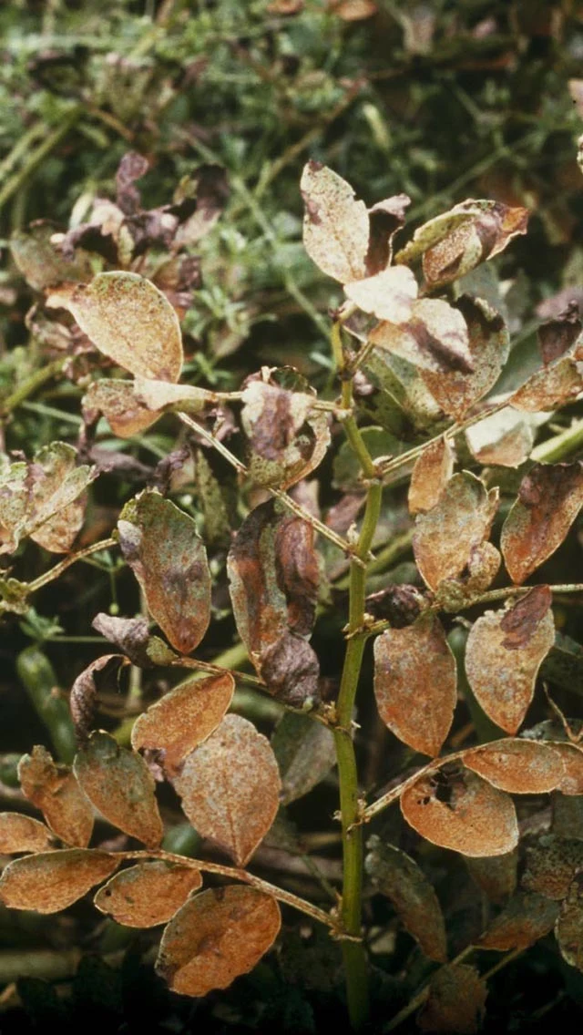 Rust - Beans