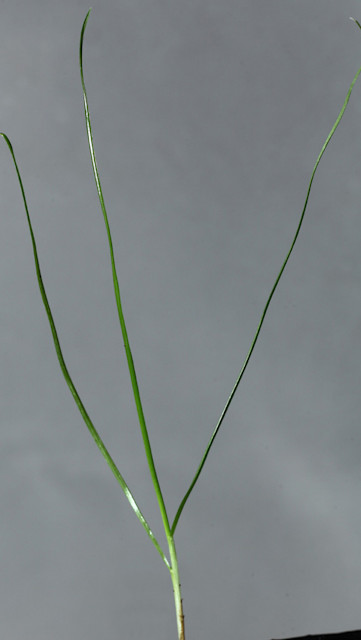 Italian rye-grass