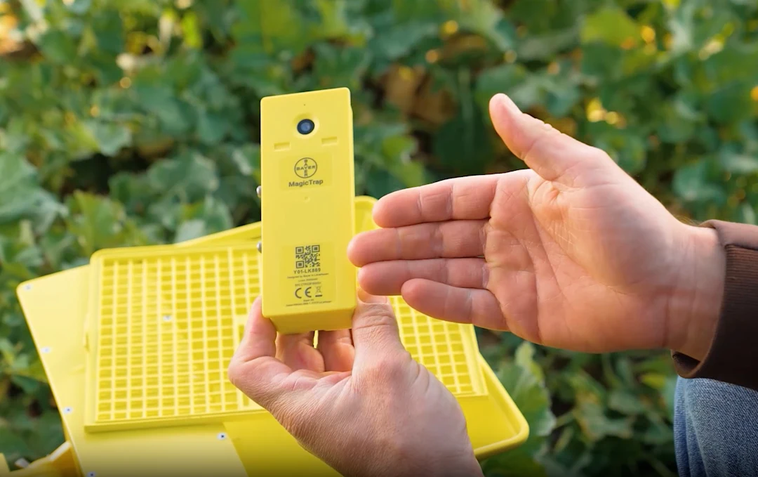 MagicTrap - The digital yellow trap for oilseed rape pests