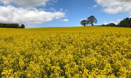 Latest OSR Benchmarking Suggests ‘Very Decent’ National Crop