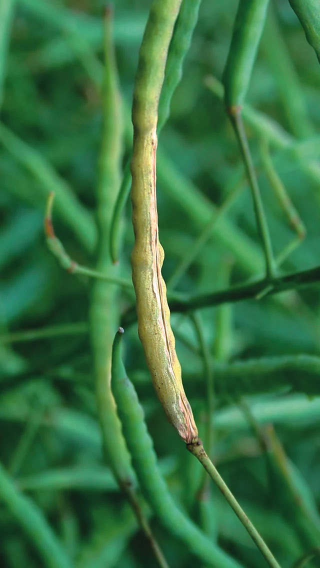 Brassica Pod Midge