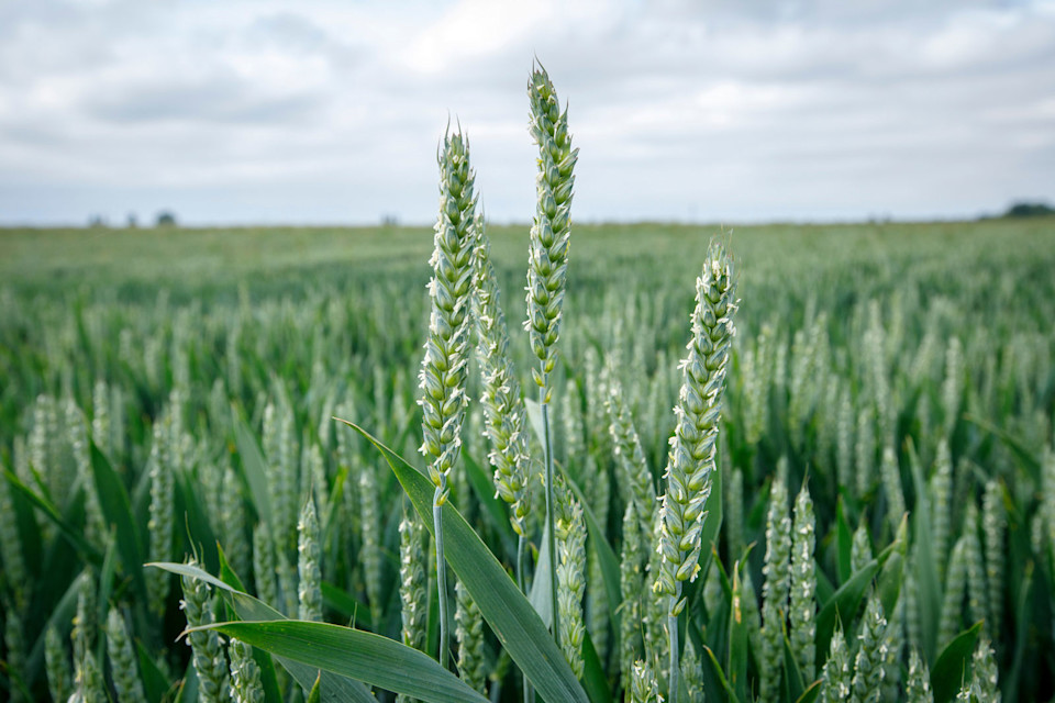 Raising the value of broad-spectrum activity