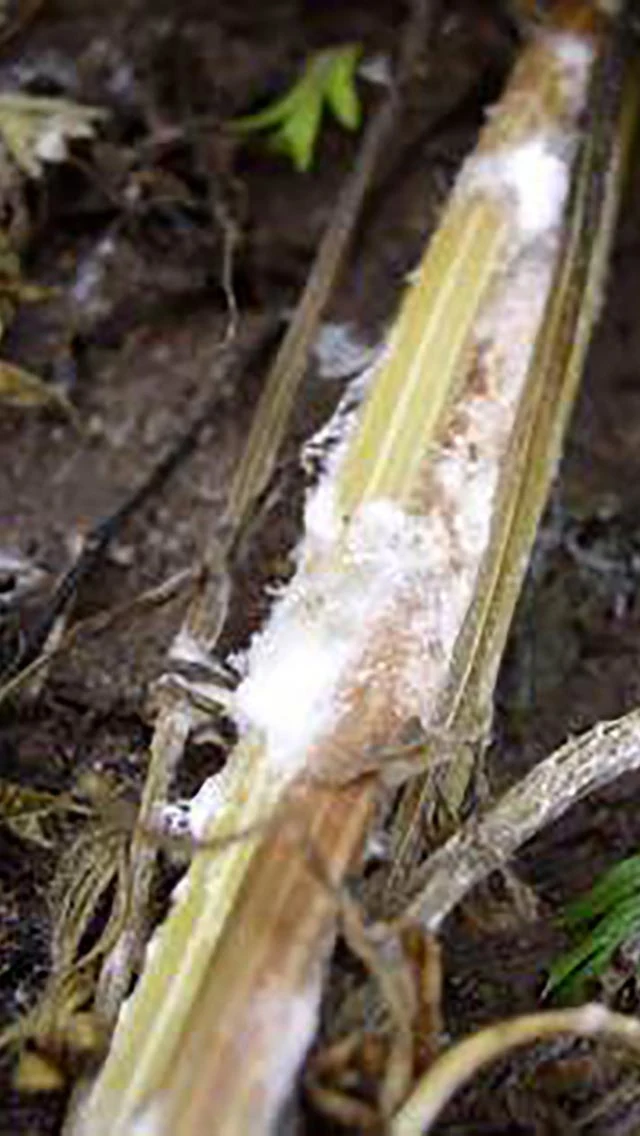 Sclerotinia - Carrots