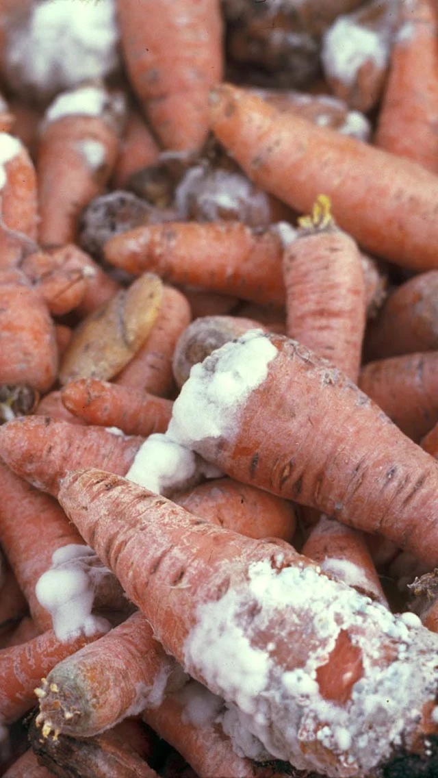 Sclerotinia - Carrots