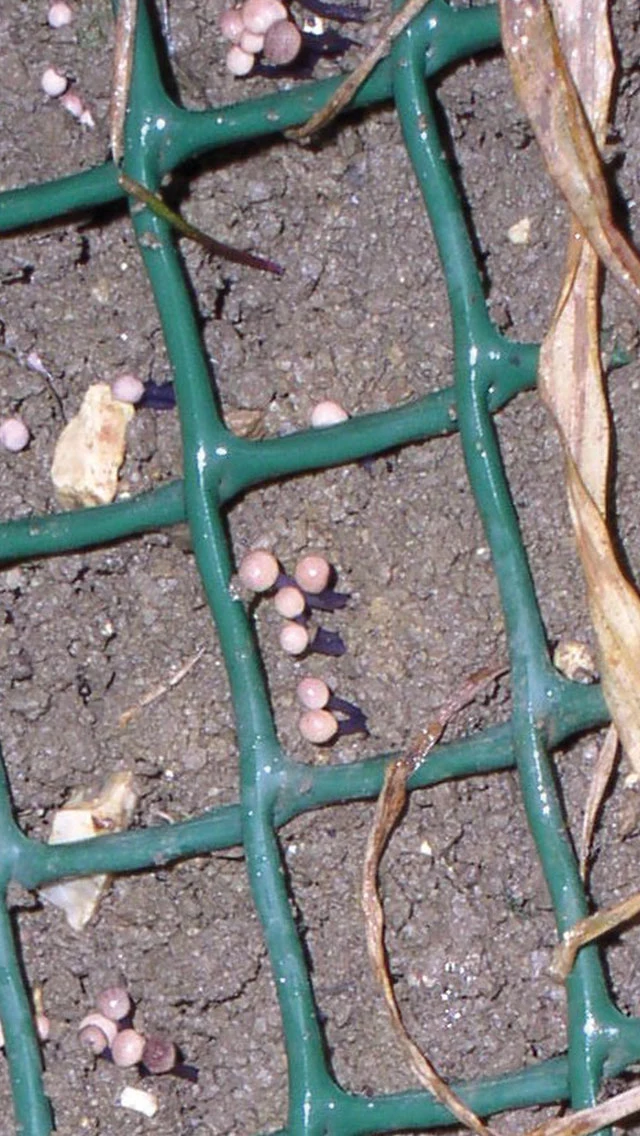 Ergot