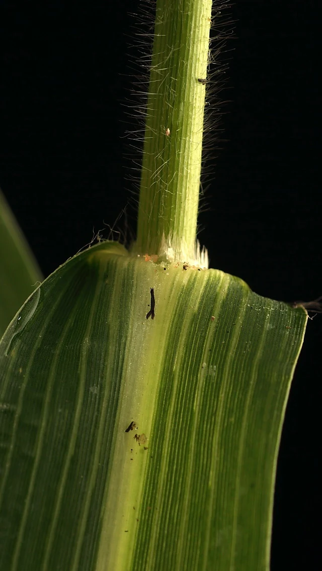 Common millet