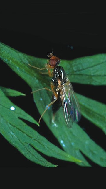 Carrot Root Fly