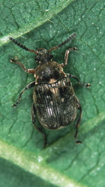 Bruchid Beetle