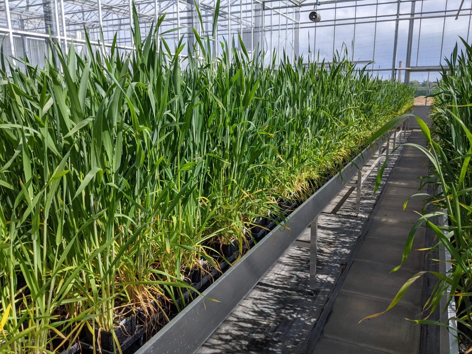 Five crop science projects funded under Bayer – Niab Challenge Grant ...