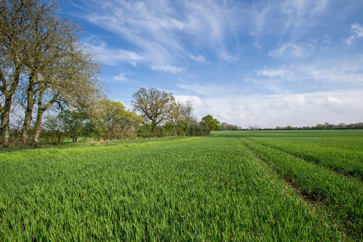 Advice on how and where to use Bayer fungicides this spring in wheat ...