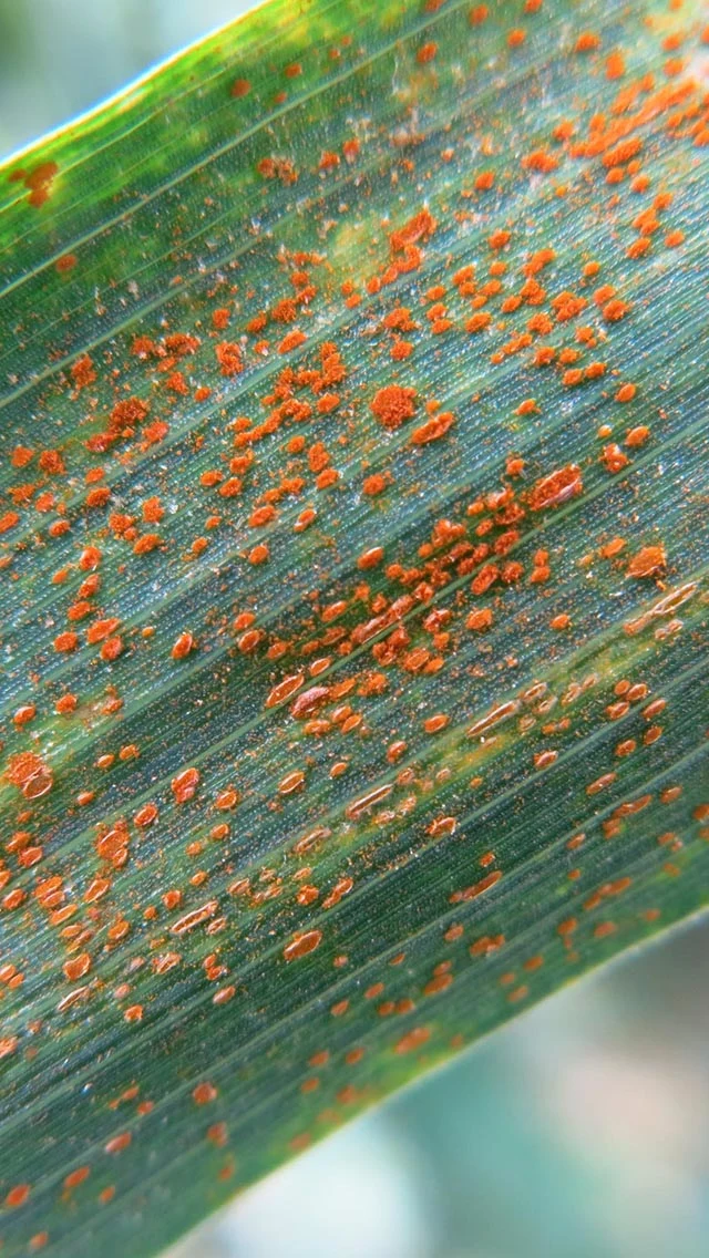 Brown Rust | Cereal Disease