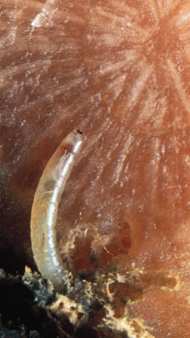 Carrot Root Fly