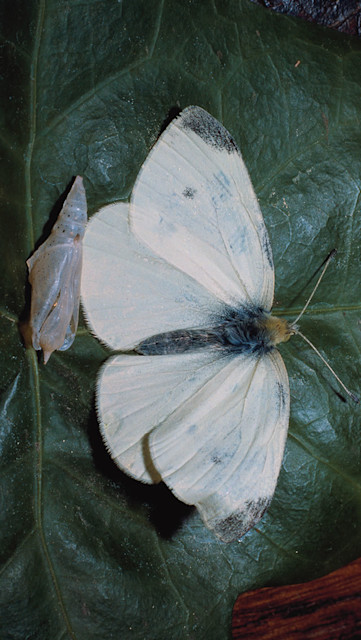 Small Cabbage White
