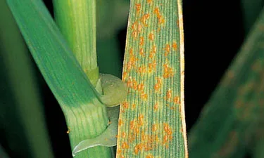 Brown Rust | Barley Disease