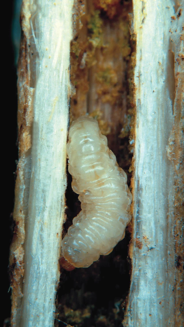 Cabbage Stem Weevil