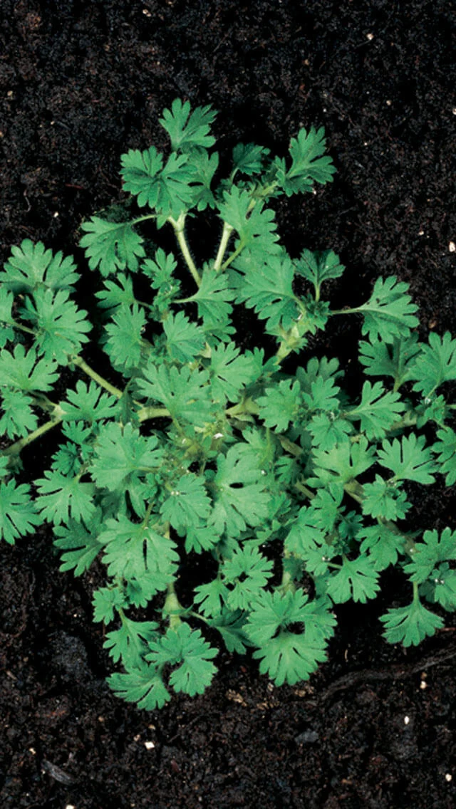 Parsley piert
