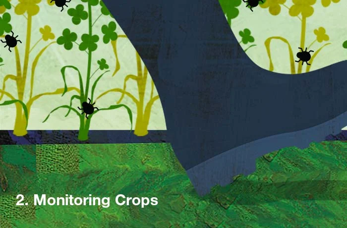 OSR: 5 tips on pollen beetle control