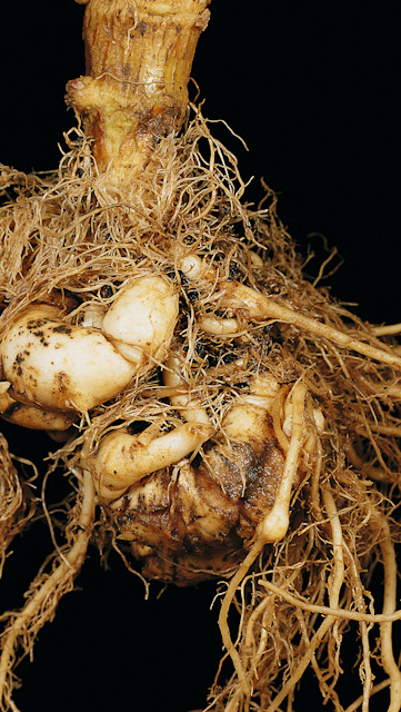 Clubroot - Brassicas