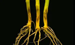 Wheat Diseases
