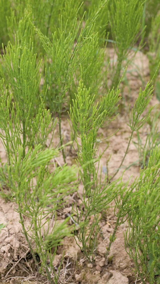 Field horsetail