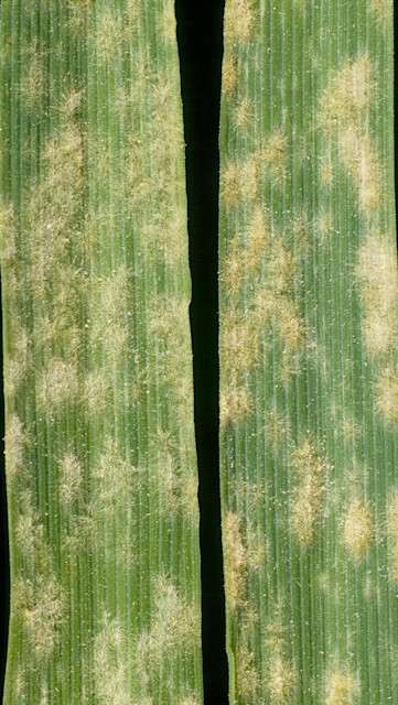 Powdery Mildew