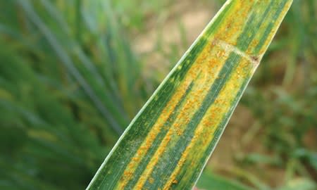 Learning Lessons From Yellow Rust