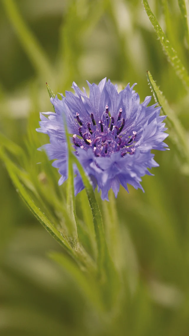 Cornflower