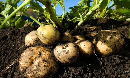 3 ways to get the best from new nematicide Velum Prime