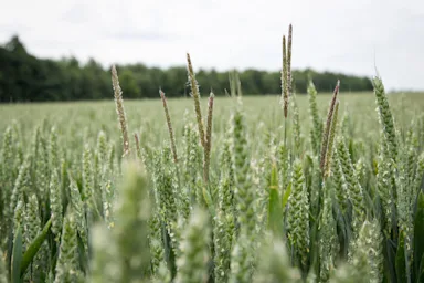 Roundup Best Practice: Application Technique