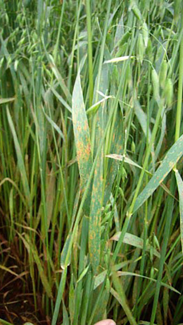 Crown Rust