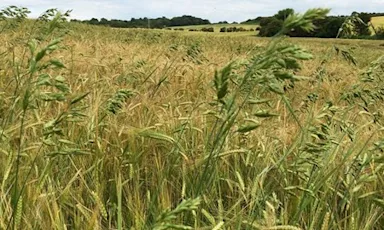 Roundup Best Practice: Application Technique