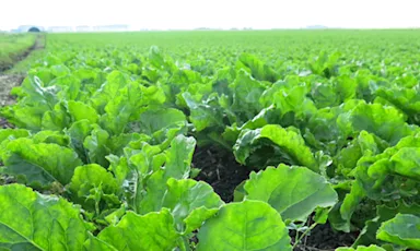 Roundup Best Practice: Application Technique