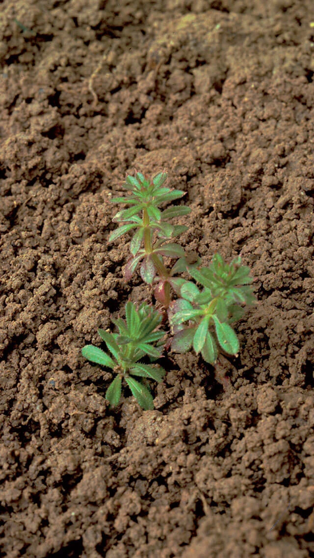 Cleavers