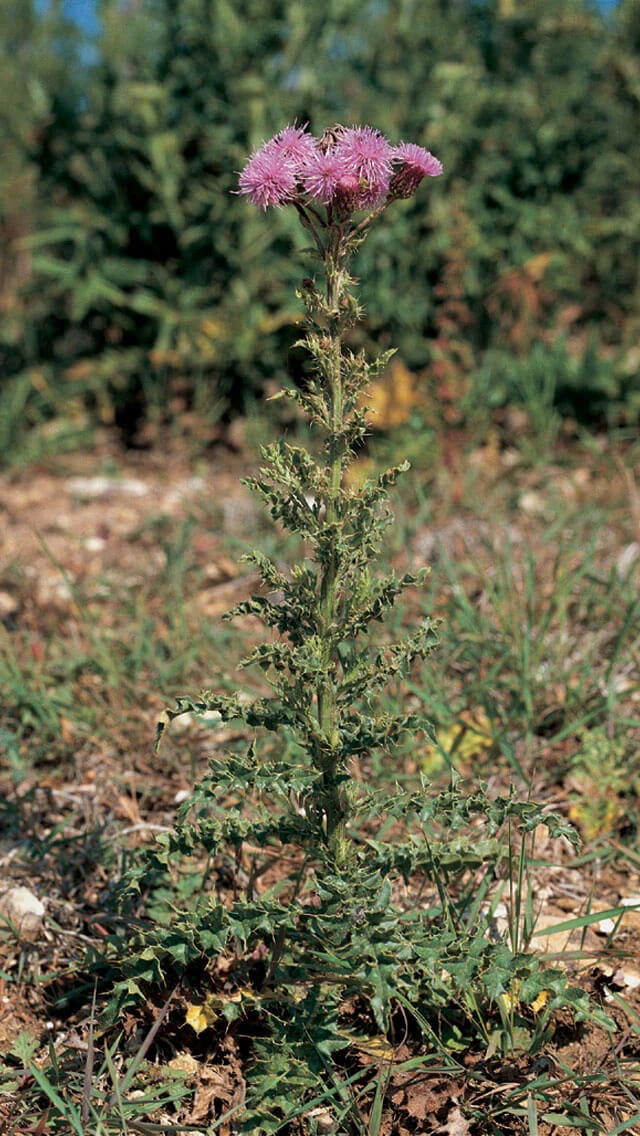 Creeping thistle