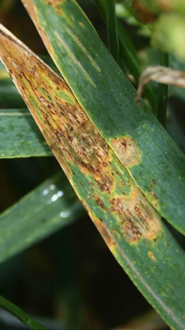 Fusarium Ear Blight
