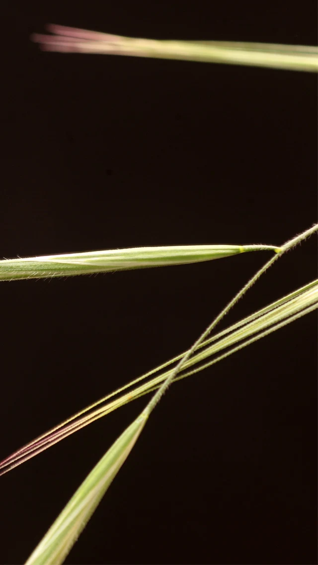 Great brome