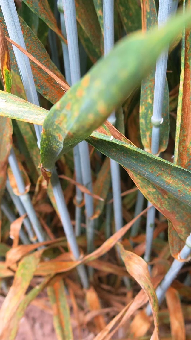 Brown Rust | Cereal Disease