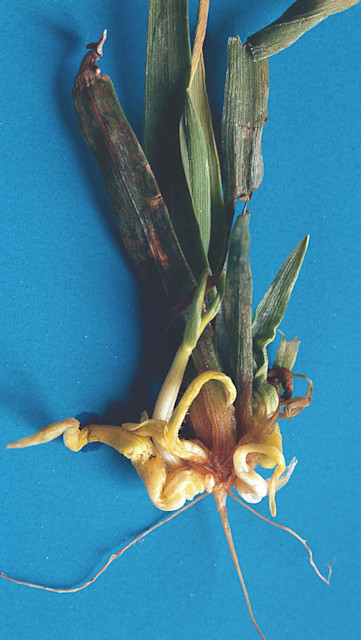 Stem and Bulb nematodes