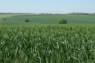 Roundup Best Practice: Application Technique