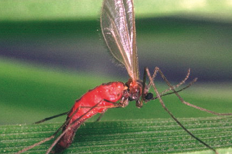 Saddle Gall Midge